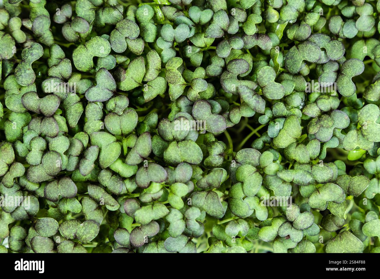 Detailed representation of nature hi-res stock photography and images ...