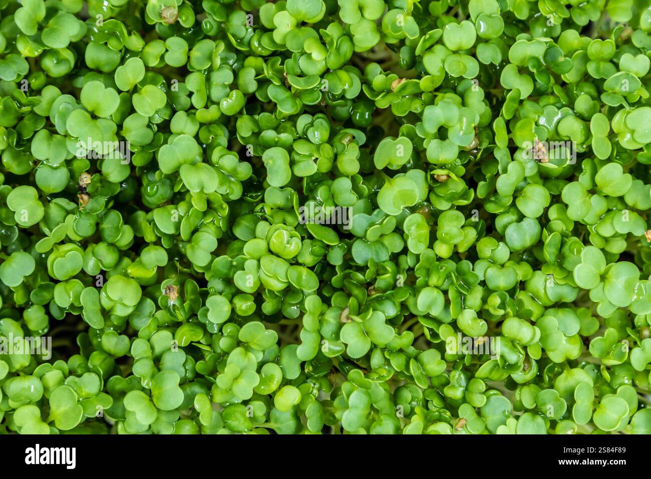 Detailed view of fresh green microgreens with small, rounded leaves ...