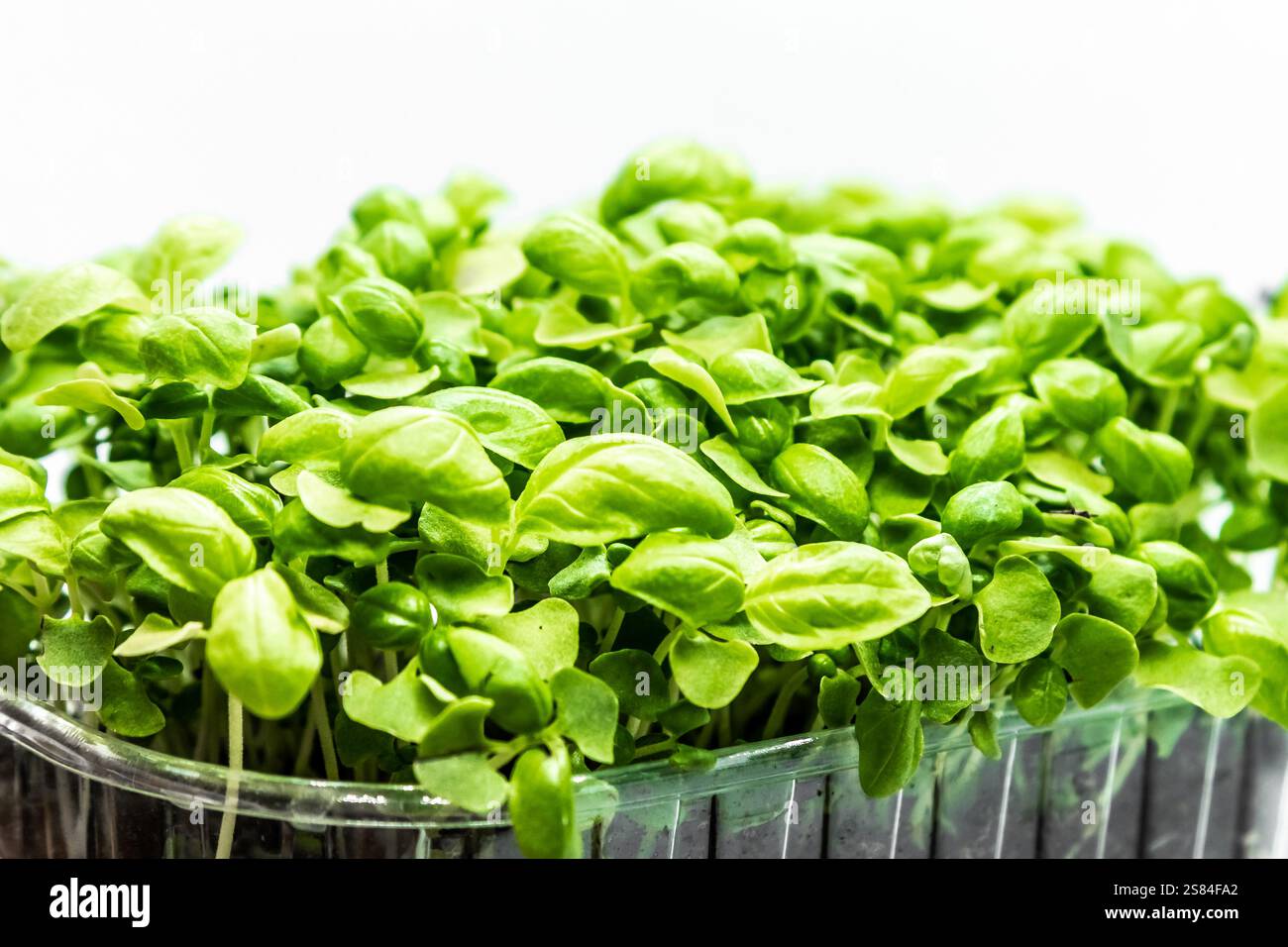 Vibrant green basil microgreens with fresh leaves densely packed in a ...
