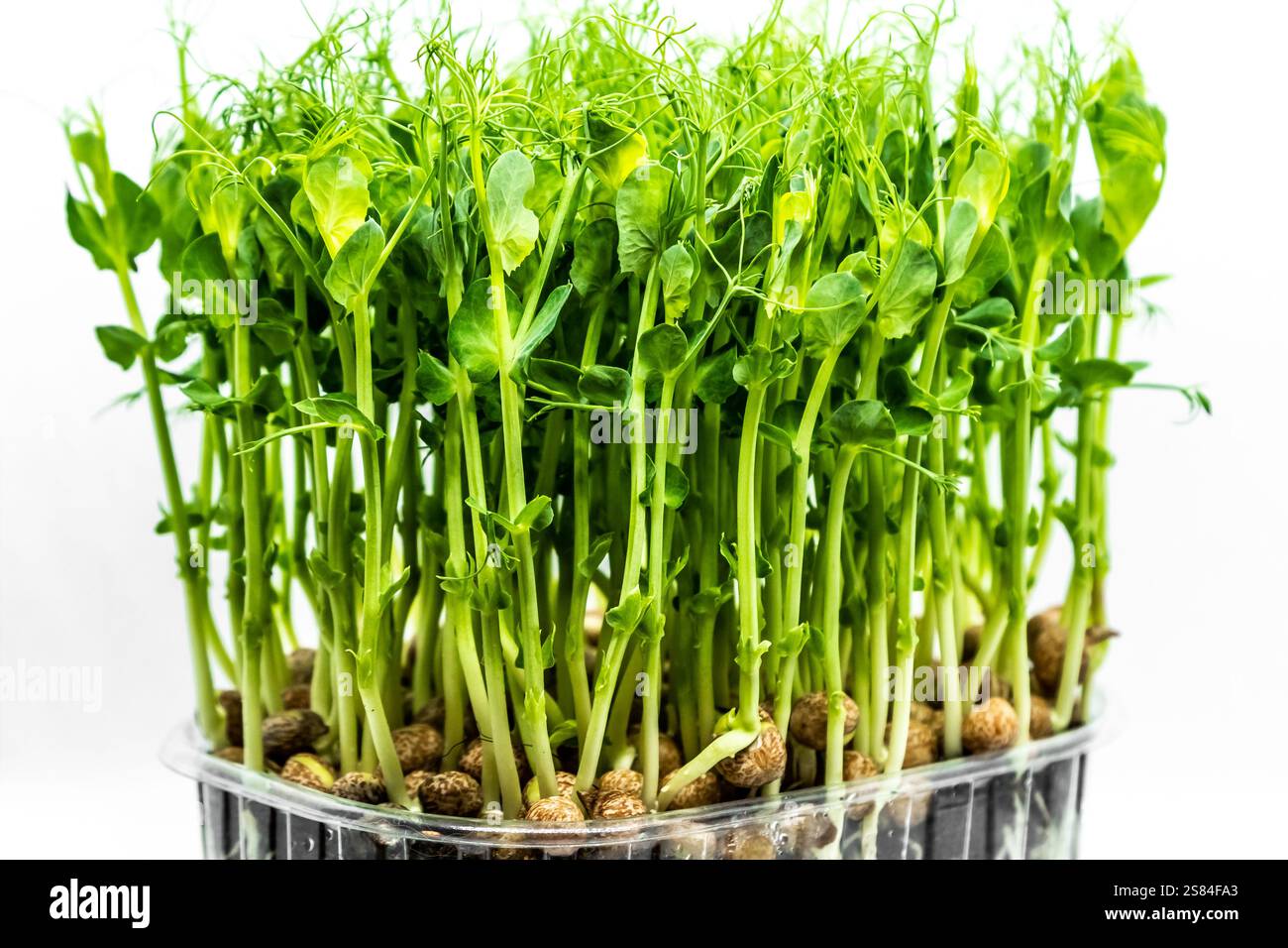 Tall, slender pea shoots with bright green leaves and tendrils grow in ...