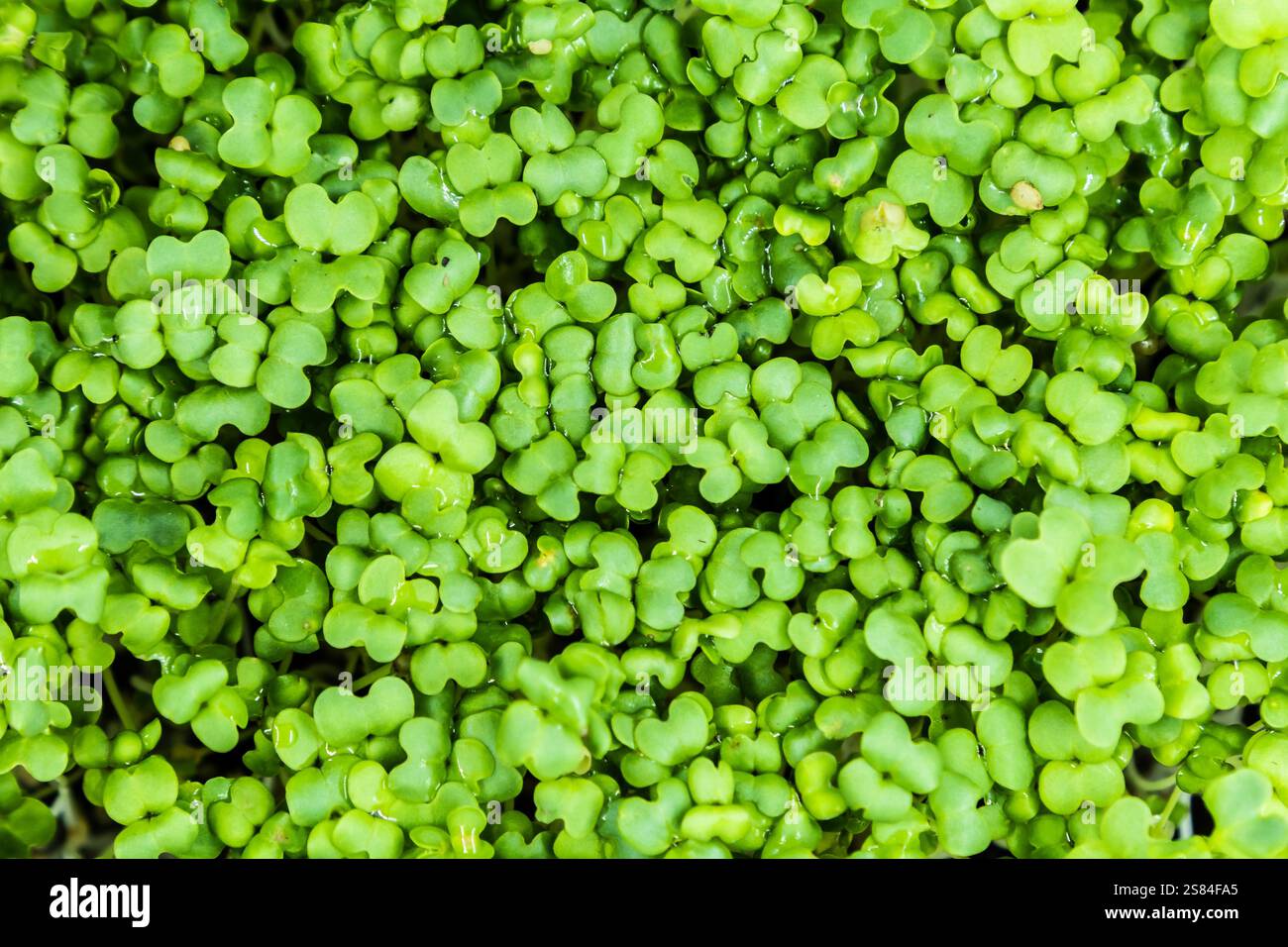 Detailed view of densely packed microgreens with small, heart shaped ...