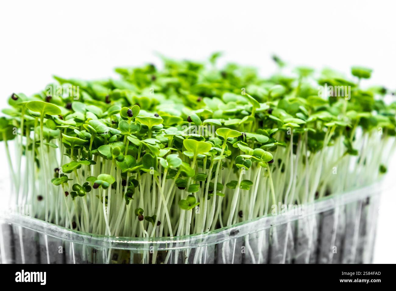 Growthstage hi-res stock photography and images - Alamy