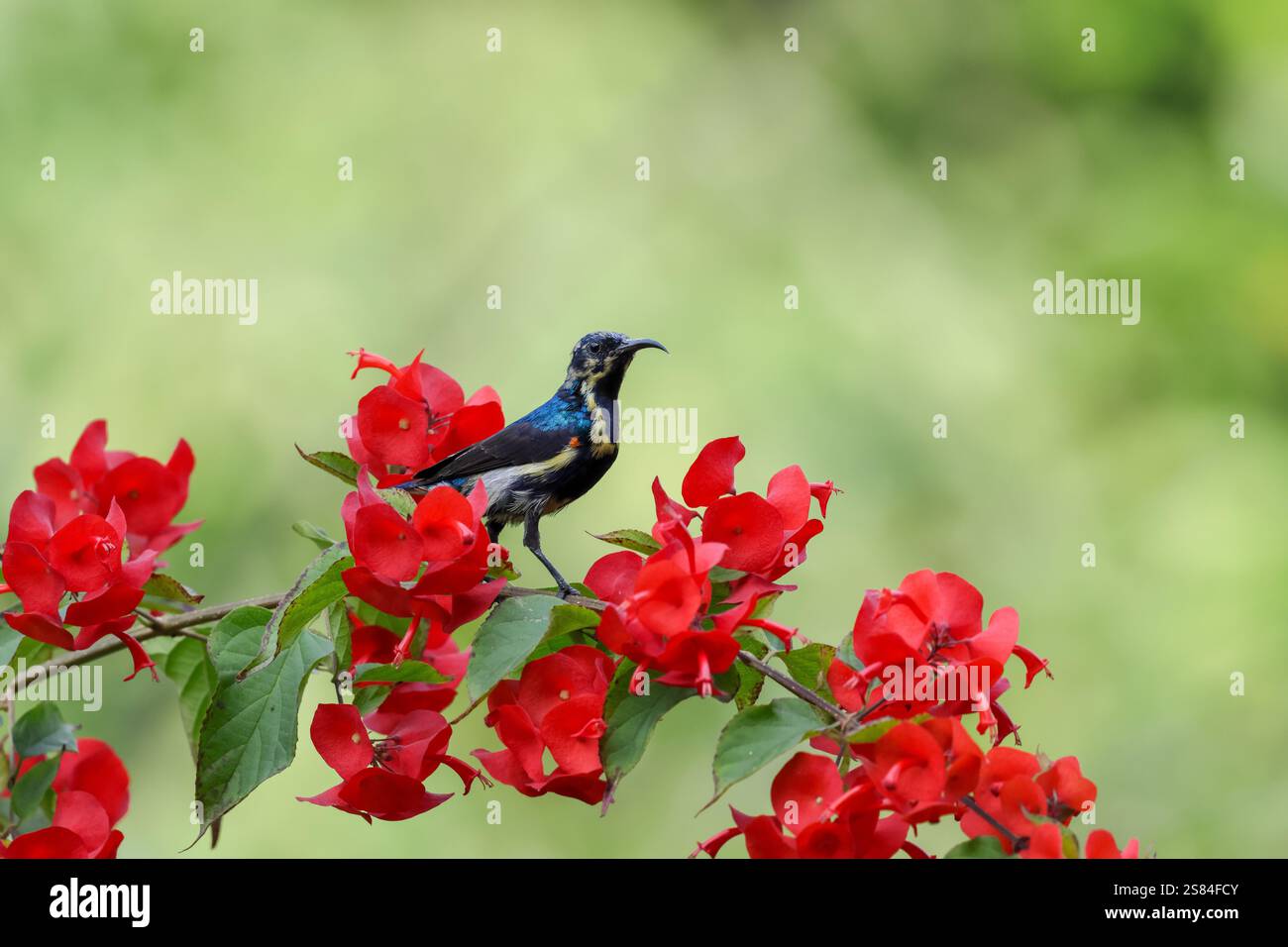Indian sunbird hi-res stock photography and images - Alamy