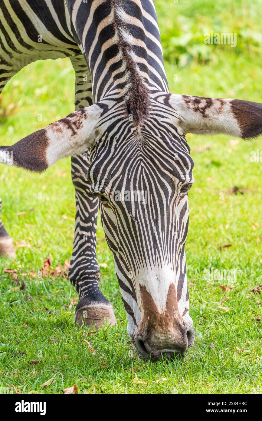Grevy's zebra, lat Equus grevyi, also known as the imperial zebra eats ...