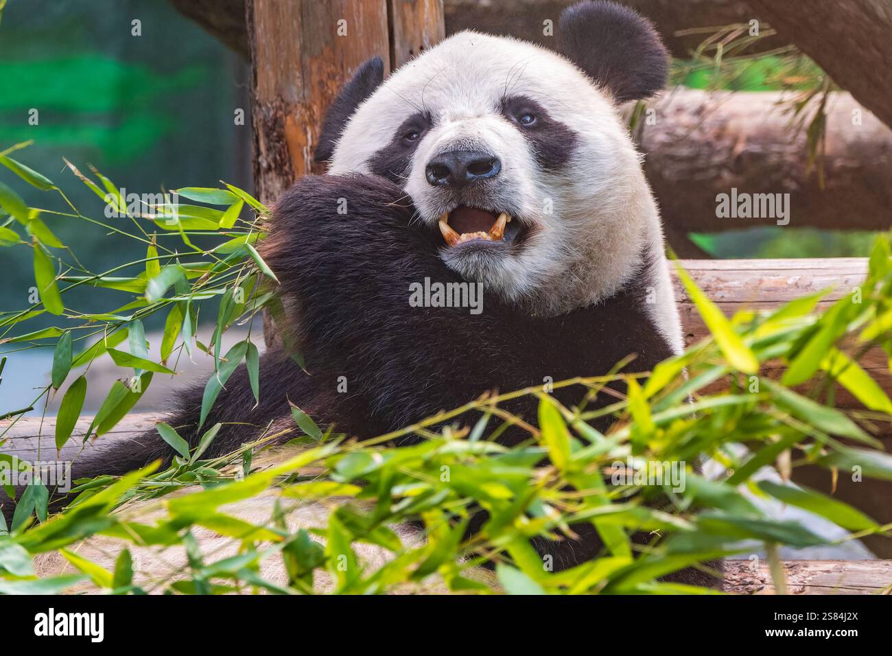 The Giant Panda Bear sits while eating a bamboo stalk. The giant panda ...
