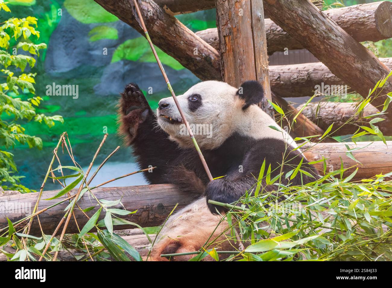 The Giant Panda Bear sits while eating a bamboo stalk. The giant panda ...