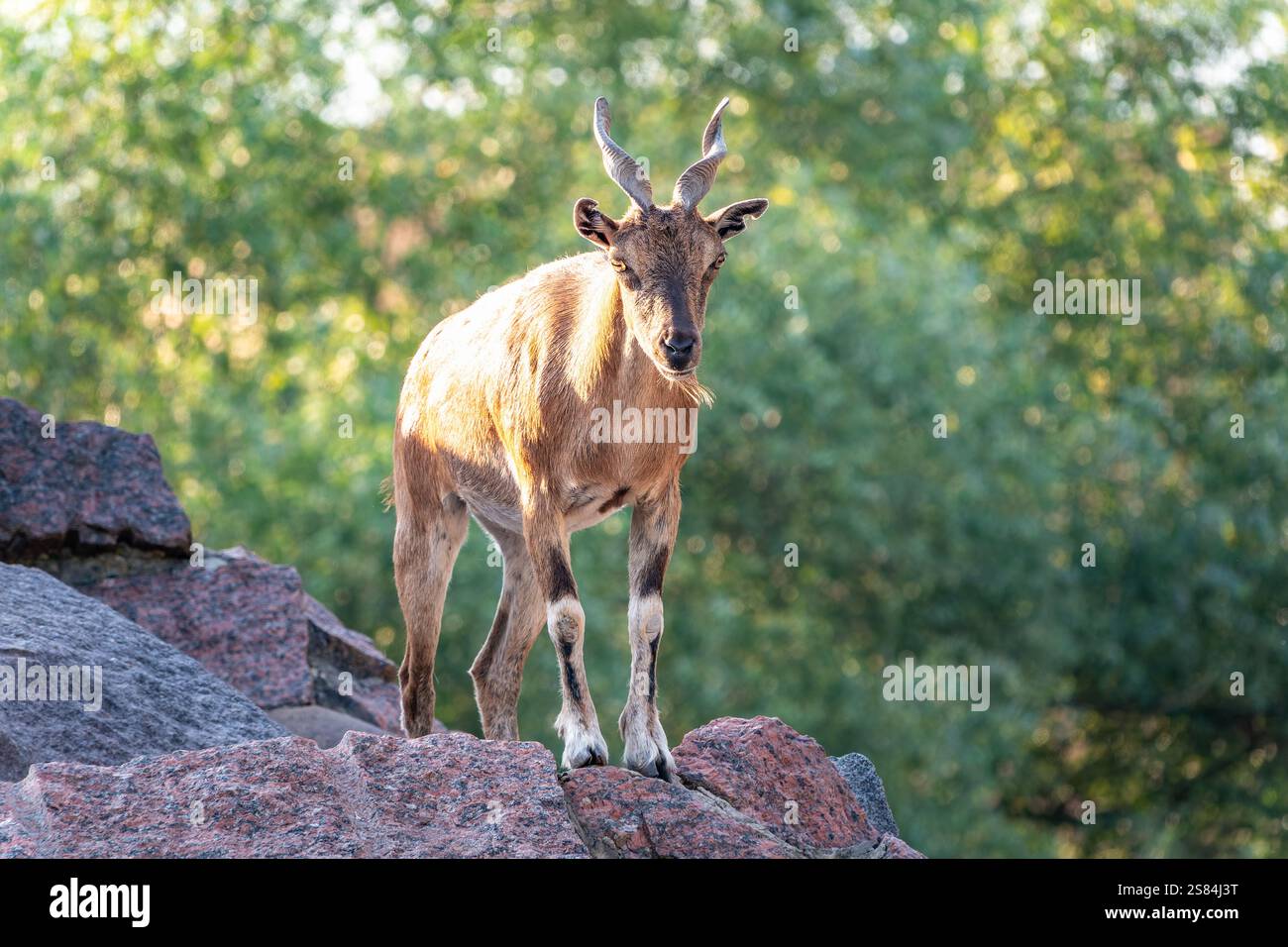 Markhor female on the rock. Latin name - Capra falconeri. Wild goat ...