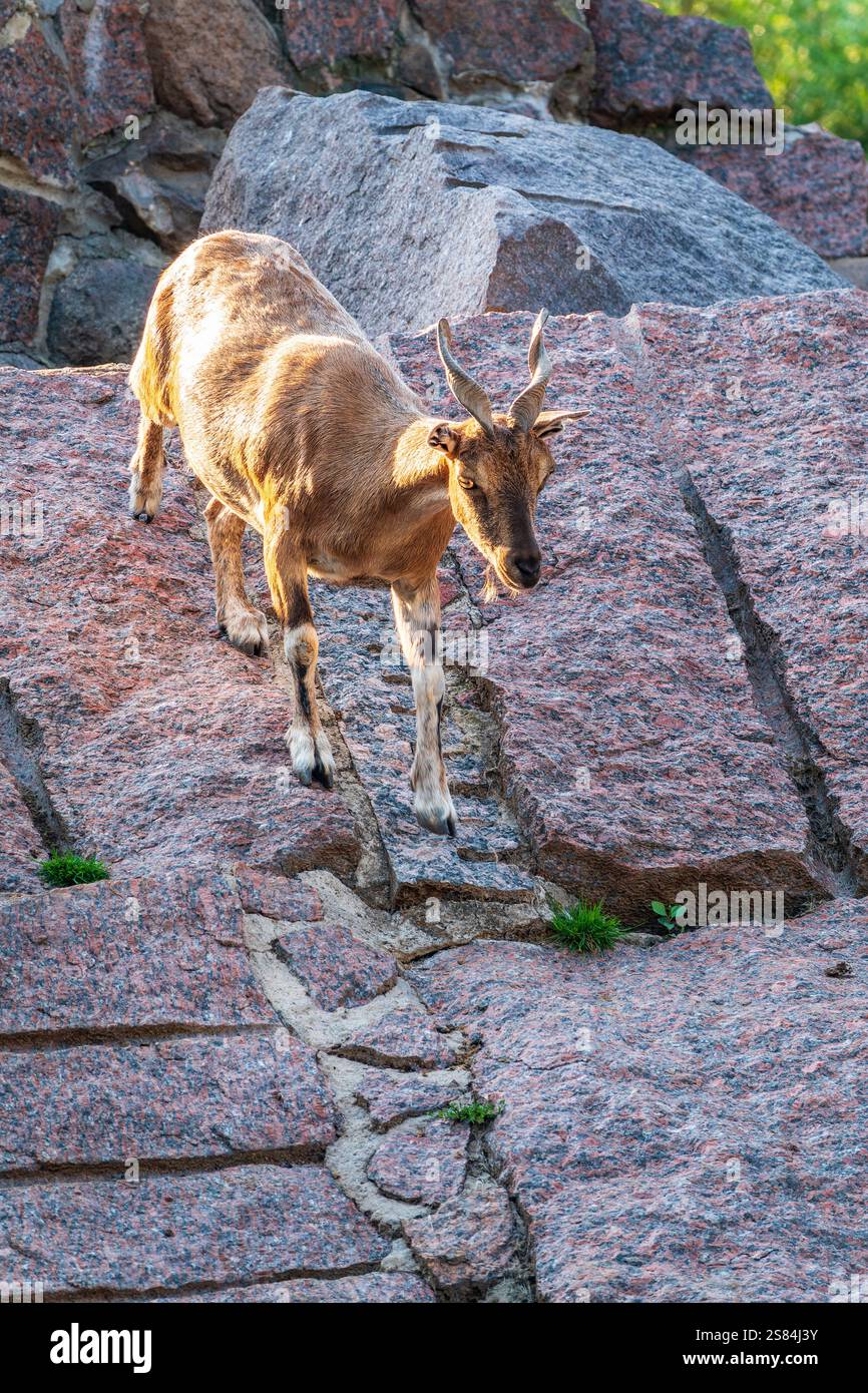 Markhor female on the rock. Latin name - Capra falconeri. Wild goat ...