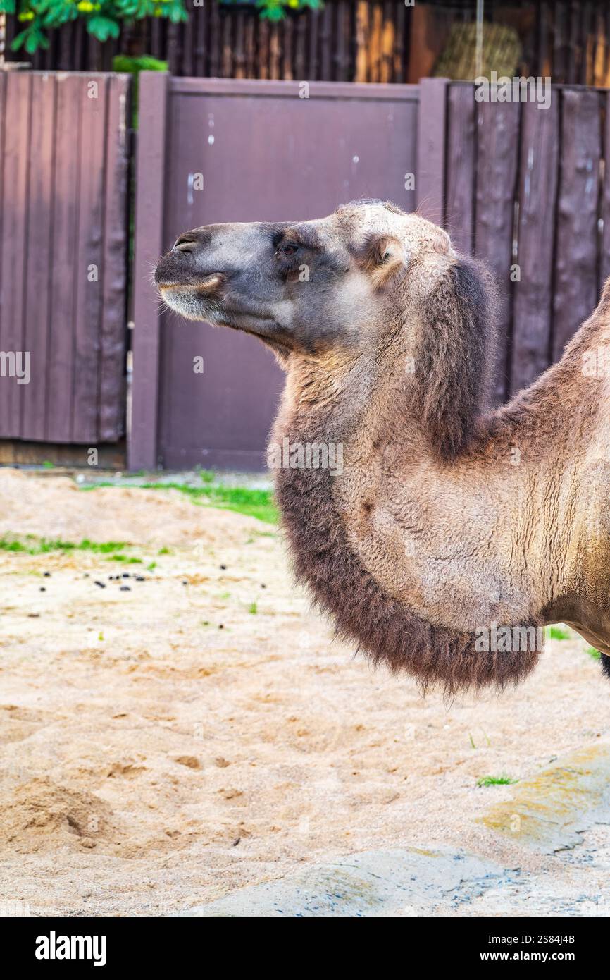 The Bactrian camel (Camelus bactrianus) is a large, even-toed ungulate ...