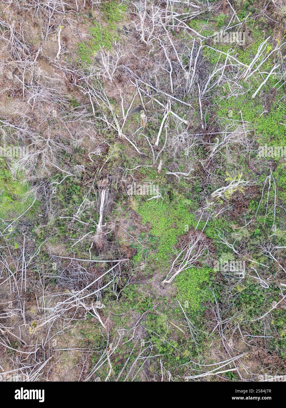 Karihani Lake with all the trees down after Cyclone Chido Mayotte ...