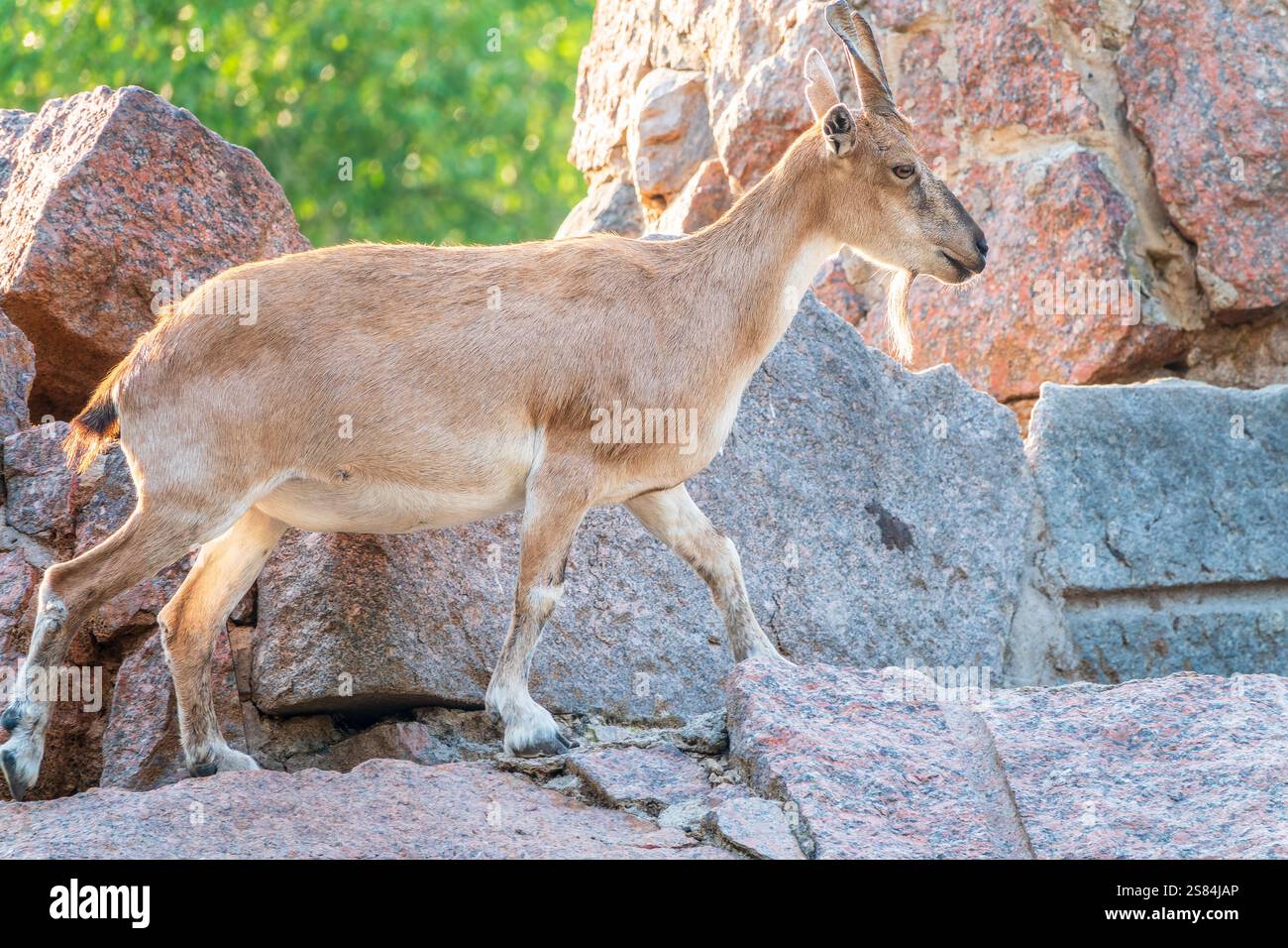 Markhor female on the rock. Latin name - Capra falconeri. Wild goat ...