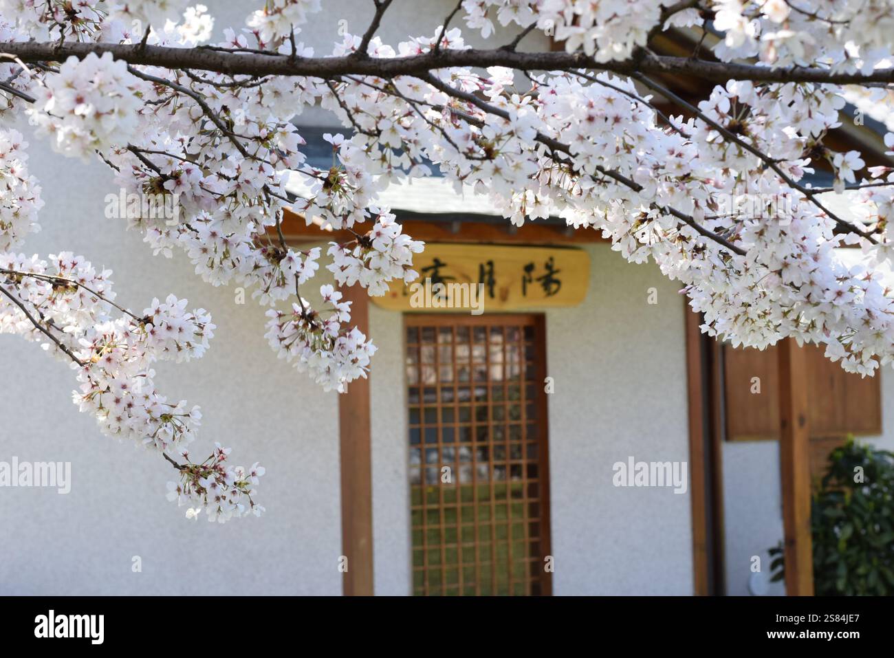 White cherry blossom in Japanese garden in spring Stock Photo - Alamy