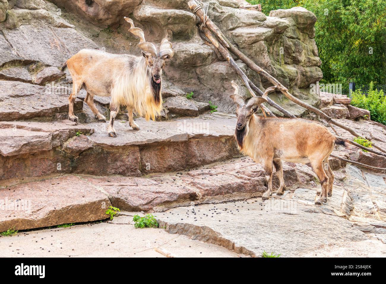 Two markhor males on the rock. Latin name - Capra falconeri. Markhor ...