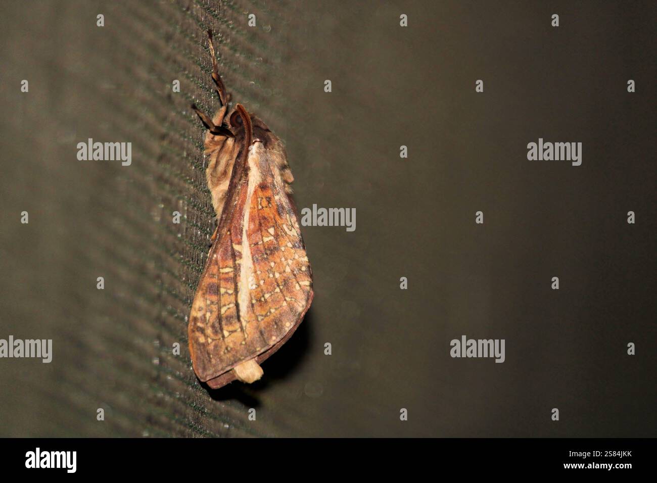 Lateral view of Swift Moth (Oxycanus australis) at night, South ...