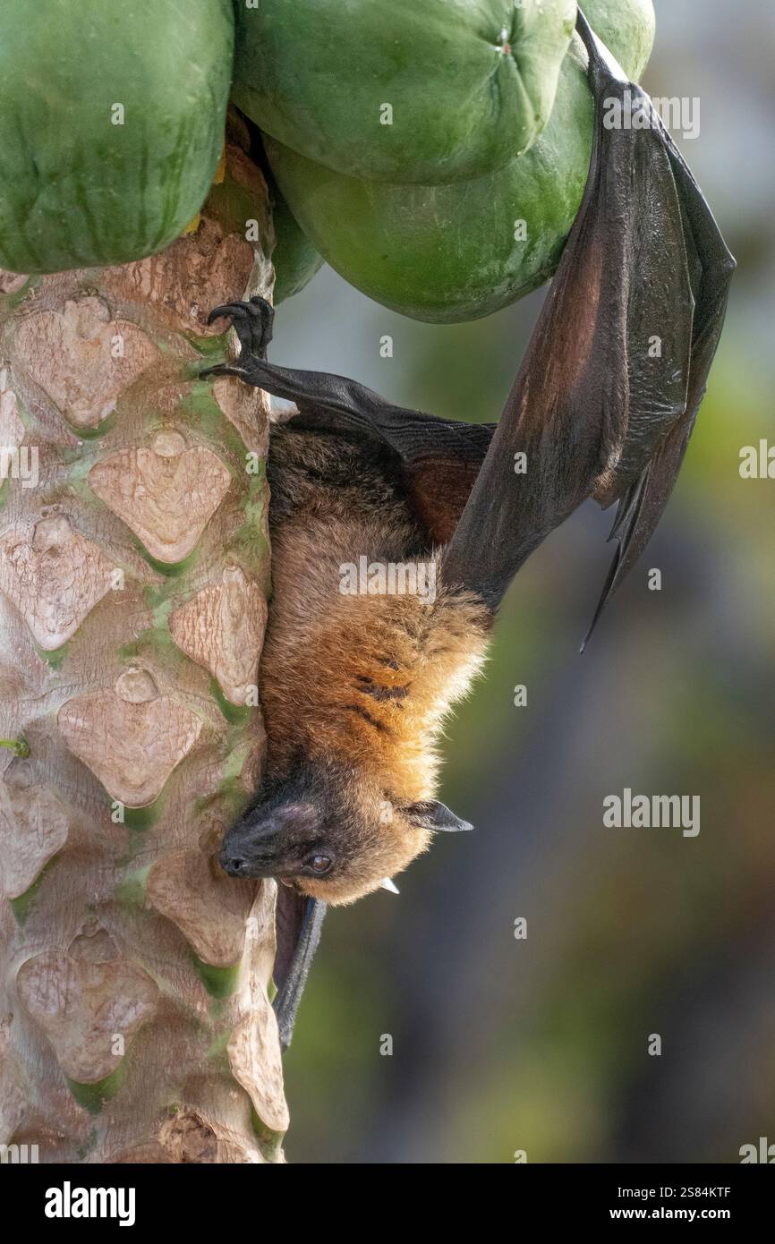 Fight for a fruit between bat and Maki apes after chido cyclone on ...