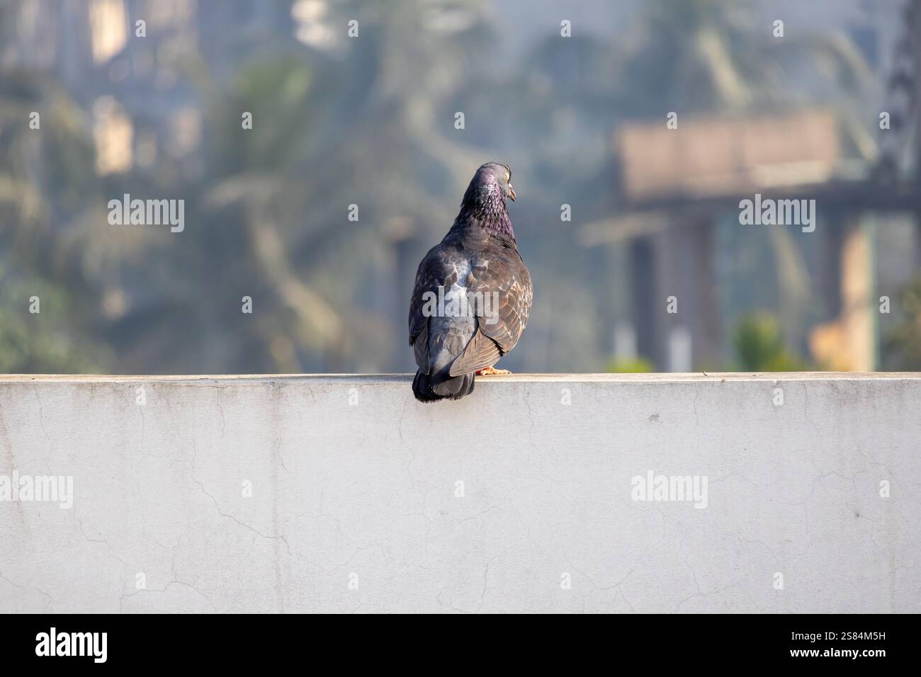 A fluffy gray domestic pigeon stands on a rooftop wall, bathed in ...