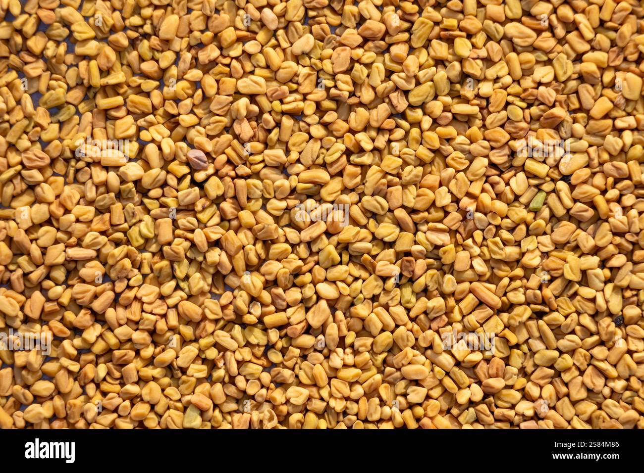 Fenugreek seeds, scientifically known as Trigonella foenum-graecum and ...