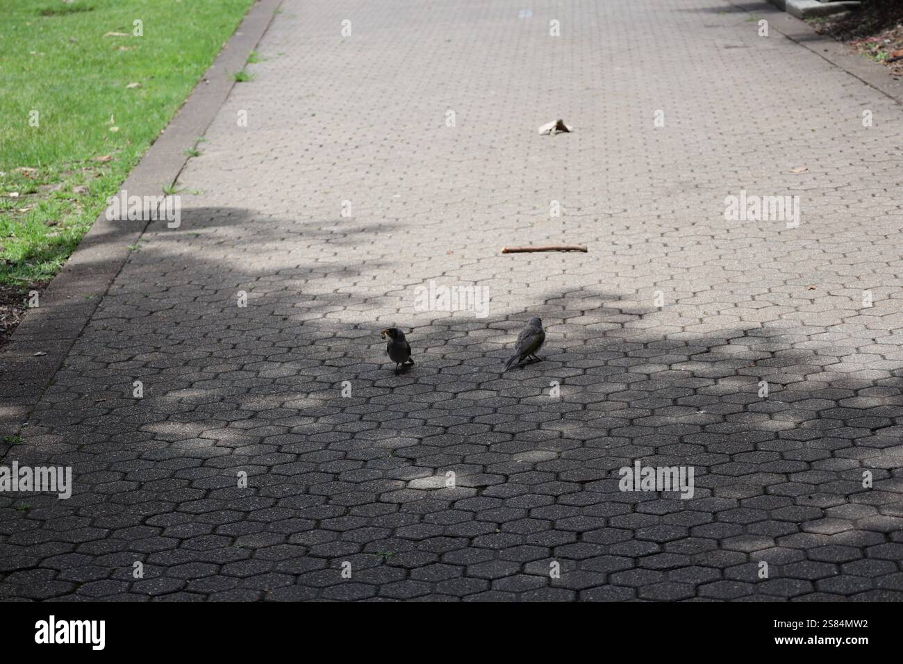 two small birds enjoy some shade on a paved foot path Stock Photo - Alamy