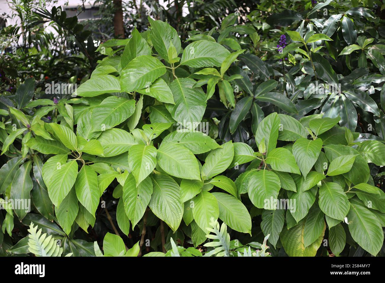 Glossy green leaves hi-res stock photography and images - Alamy