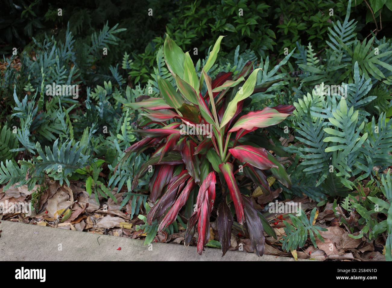 large bush with both green and deep red leaves Stock Photo - Alamy