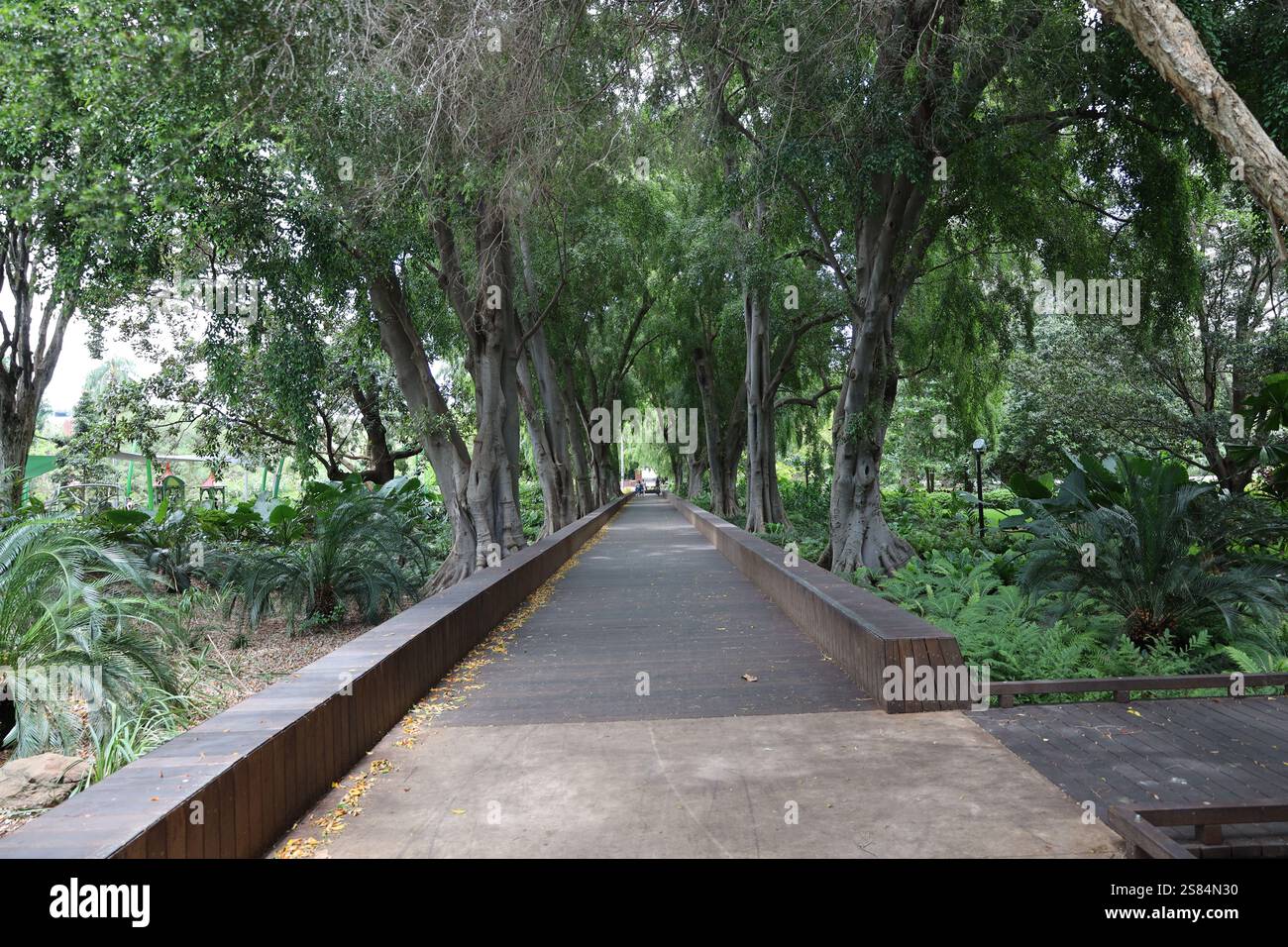 shady wide paved footpath between lines of tall trees in landscaped ...