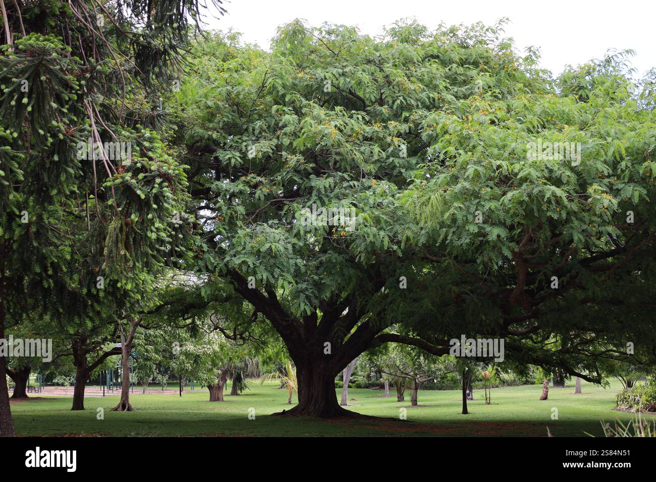 large wide tree offers big shade in a grassy landscape Stock Photo - Alamy