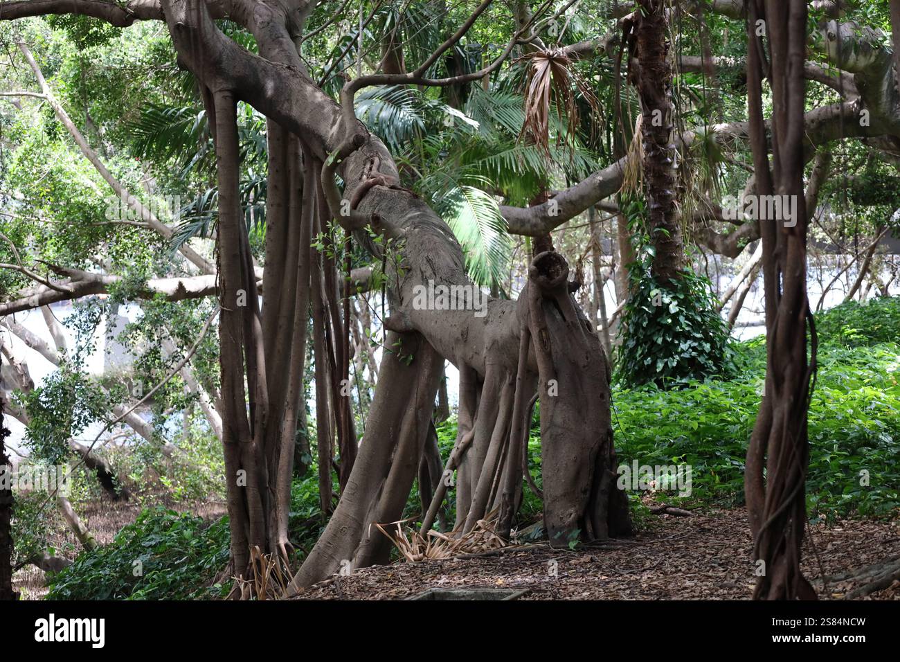 unusual curved tree with clusters of roots branches Stock Photo - Alamy