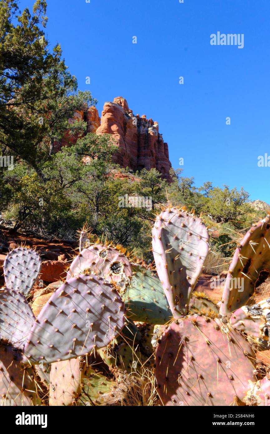 Sedona, AZ, USA - 20 Jan 2025 - Landscape, rocks, forrest and cactus ...
