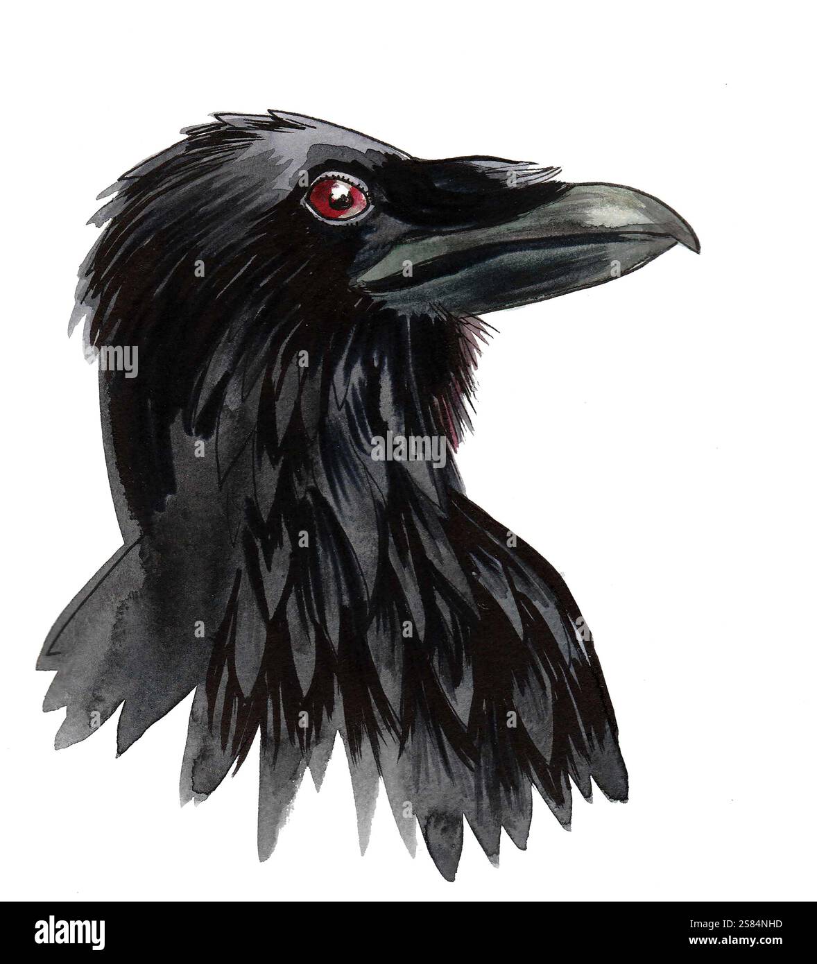 Raven bird head. Ink and watercolour drawing Stock Photo - Alamy