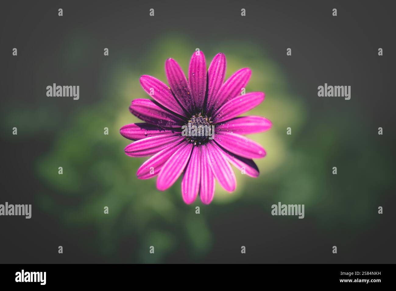 The African Daisy, also known as Osteospermum, is a flowering plant ...