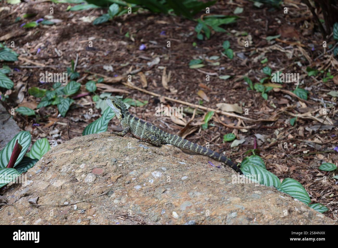 Lizard soaking up the sun hi-res stock photography and images - Alamy