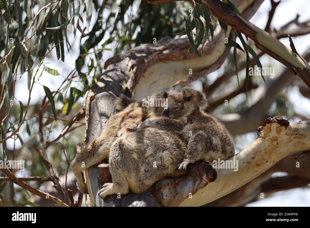 close-up koala joey baby clinging to mother's back high in a tree Stock Photo - Alamy