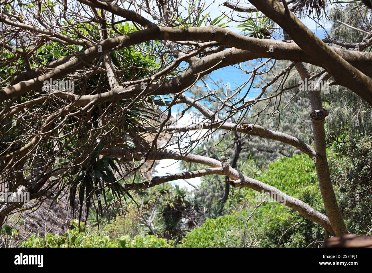 Dense forest of leaves hi-res stock photography and images - Alamy