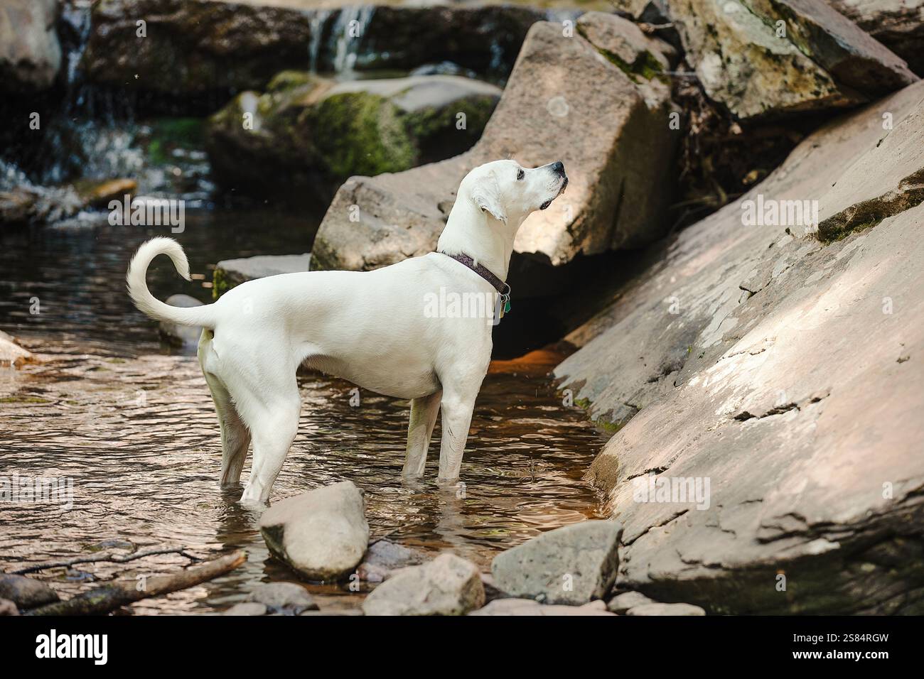 A dog in the Catskill Mountains waterfall in upstate New York, USA ...