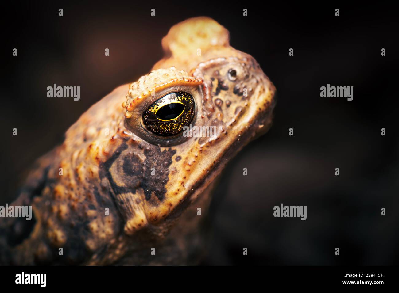 The cane toad, also known as the giant neotropical toad or marine toad ...