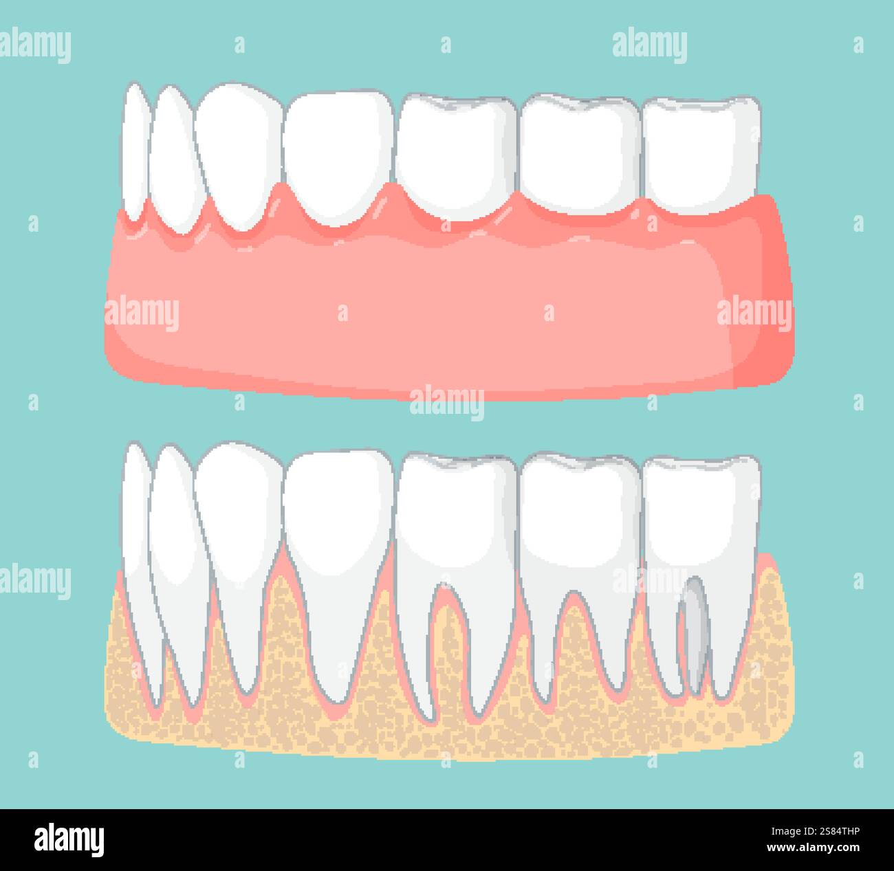 Vector showing teeth structure and gum health Stock Vector Image & Art ...