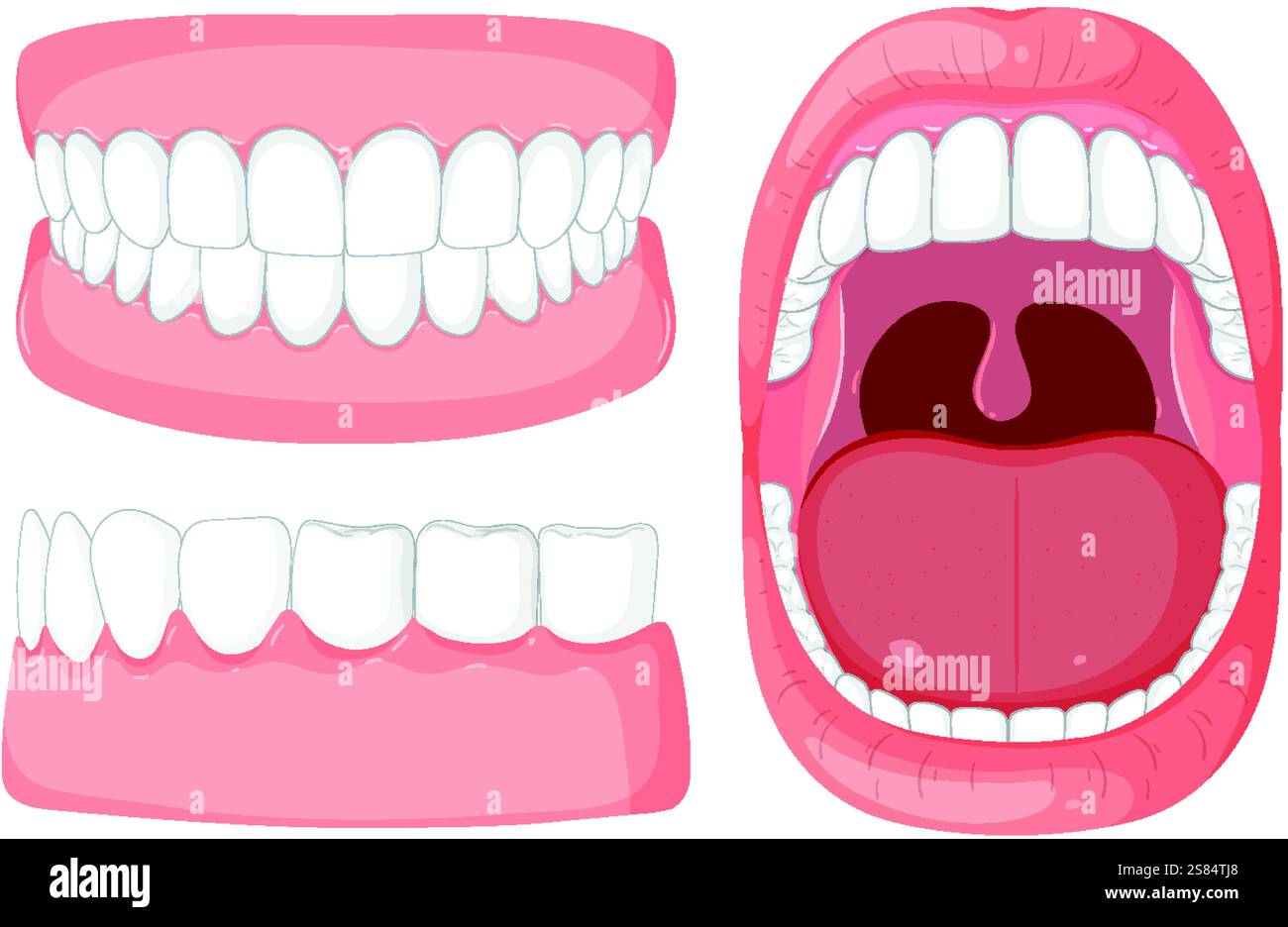 Detailed vector of teeth and open mouth anatomy Stock Vector Image ...