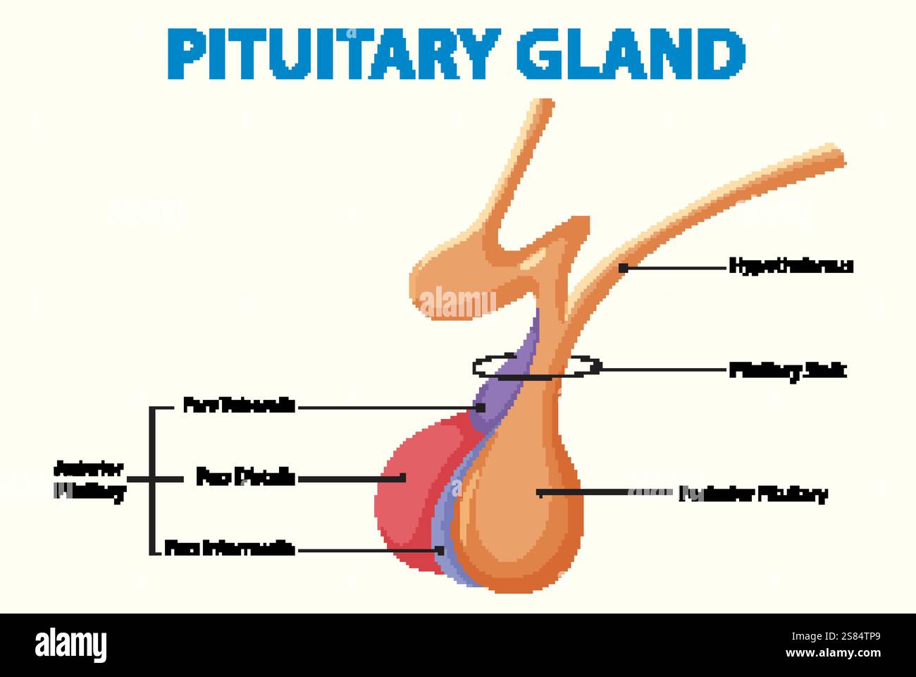 Detailed illustration of the pituitary gland structure Stock Vector ...