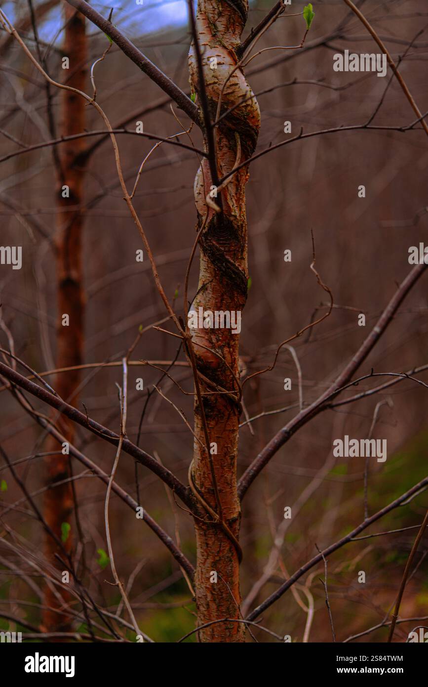 a tree with a twisted trunk from ivy growth Stock Photo - Alamy