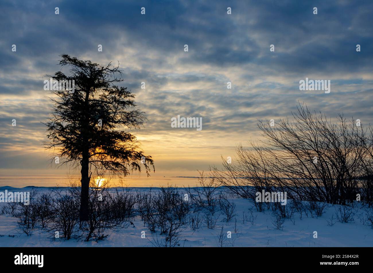 A cedar tree is backlit by the mornin g sun rising into a winter sky on ...