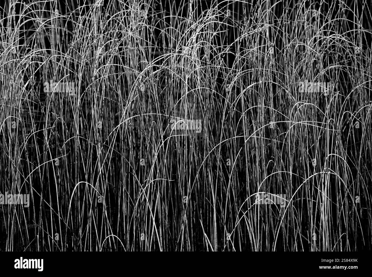 Reeds stand in shallow water in Kangaroo Lake, Kangaroo Lake Nature ...