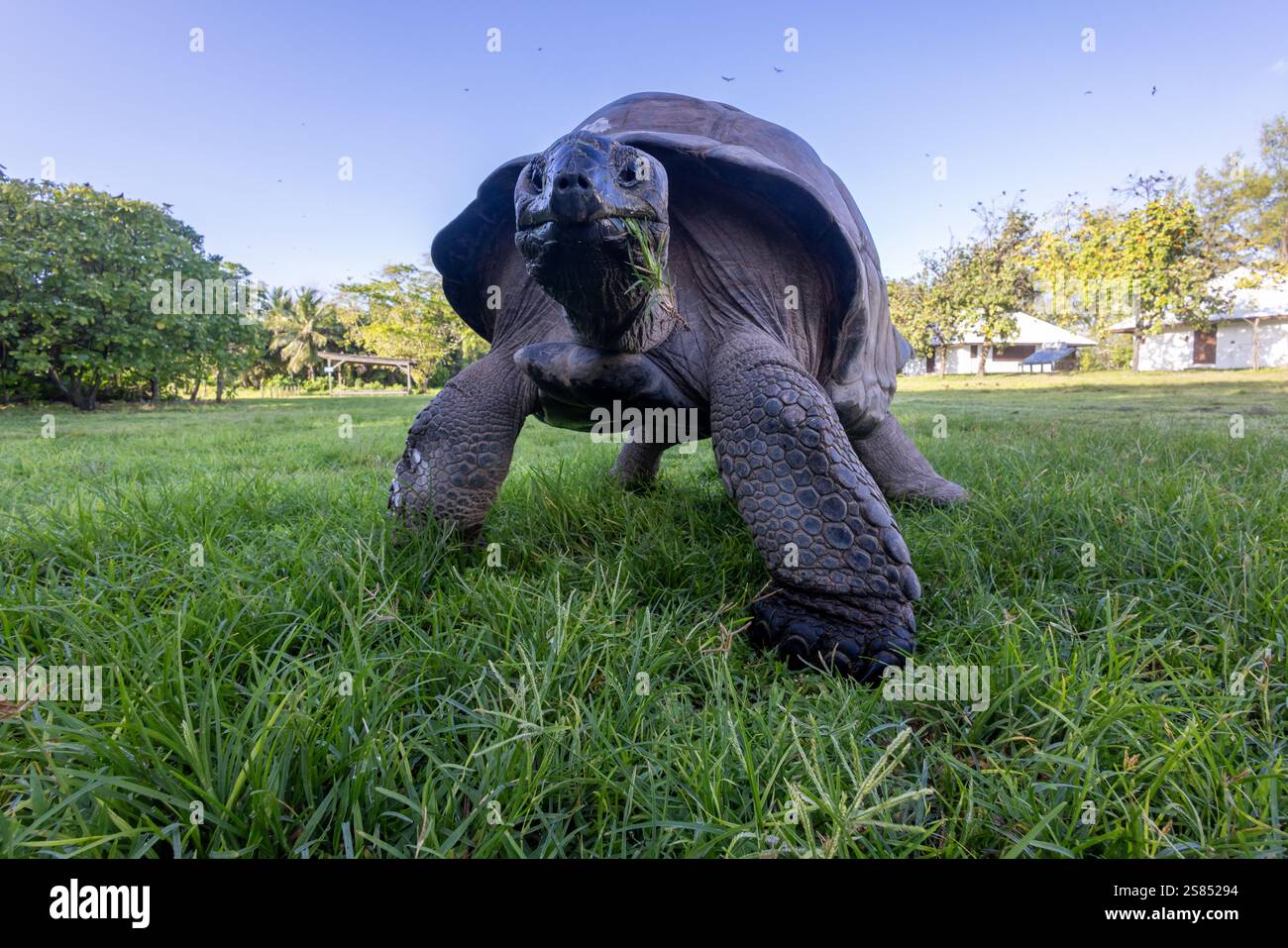 Aldabra giant turtoise in the grass, Bird Island, Seychelles Stock ...