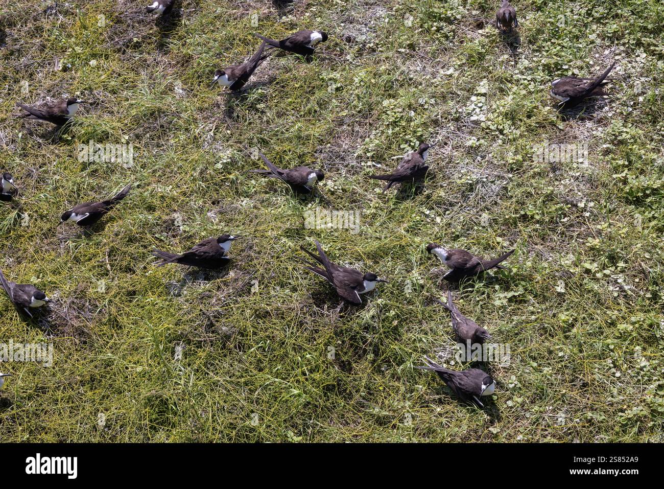 Sooty terns in nests on the ground, Bird Island, Seychelles Stock Photo ...