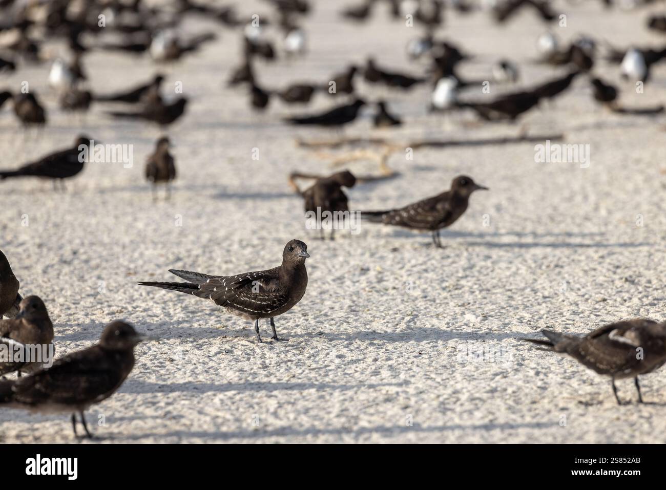 Single Sooty Tern on the beach, Bird Island, Seychelles Stock Photo - Alamy