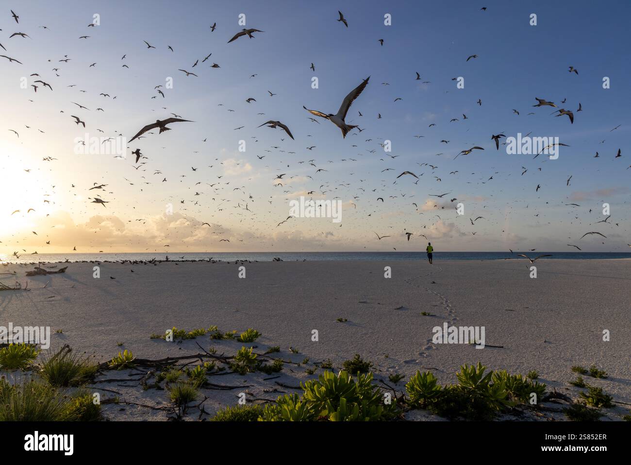 Sooty terns in flight on Bird Island, Seychelles Stock Photo - Alamy