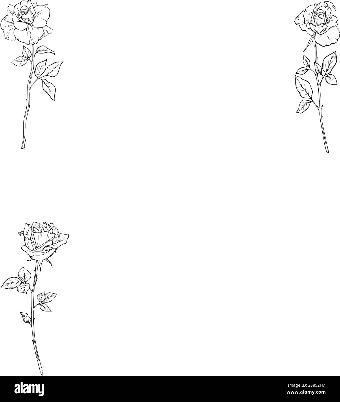Bloom Rose flower in engraving style. Hand drawn vector outline ...