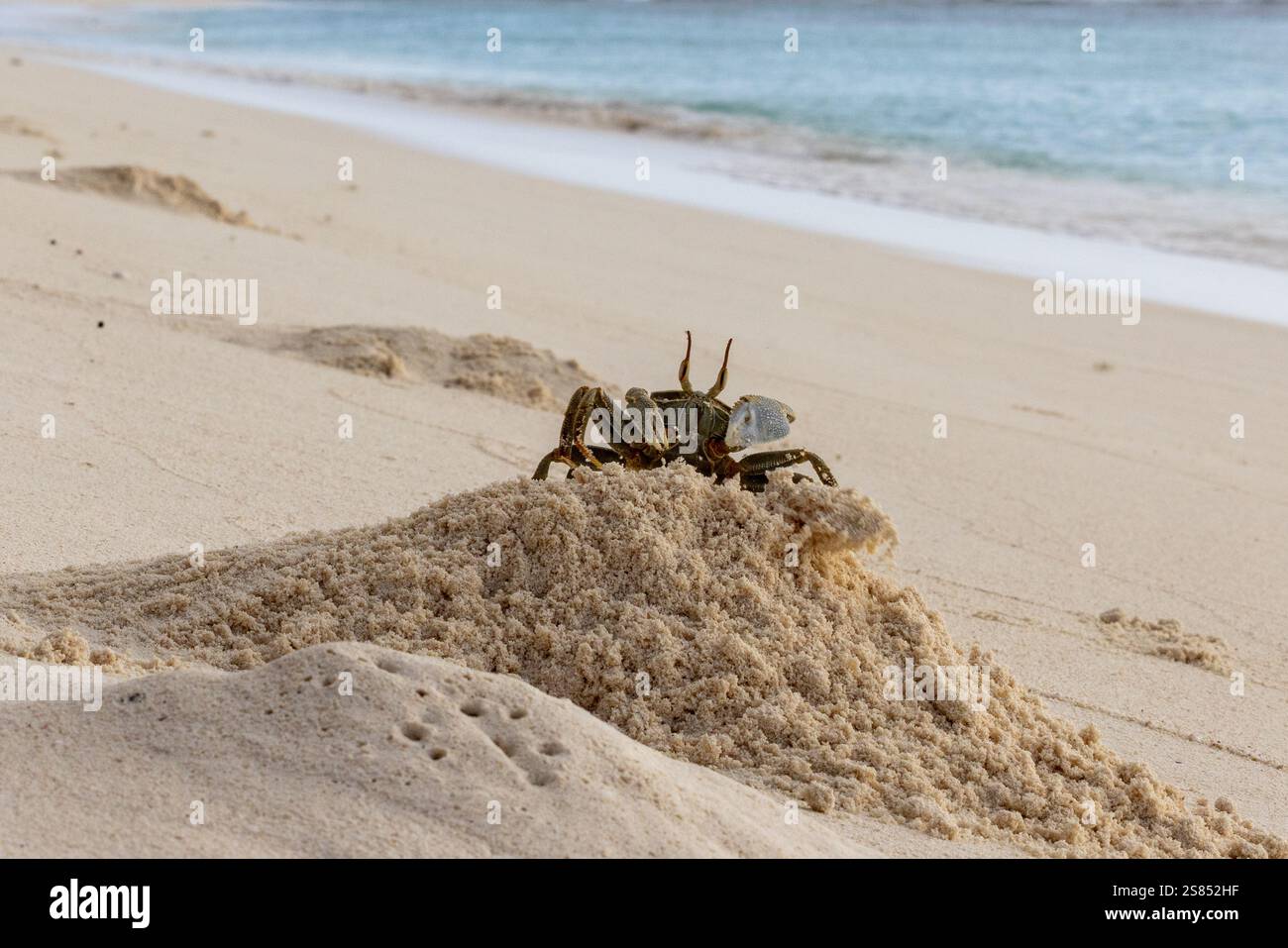 Horned ghost crab sitting on the excavation hill of sand, Bird Island ...