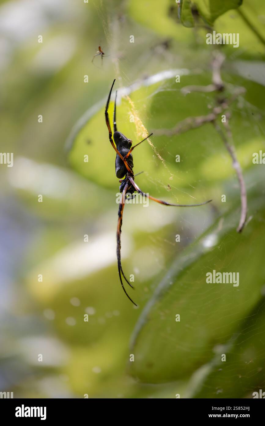 Huge female palm spider in her net on Bird Island, Seychelles Stock ...