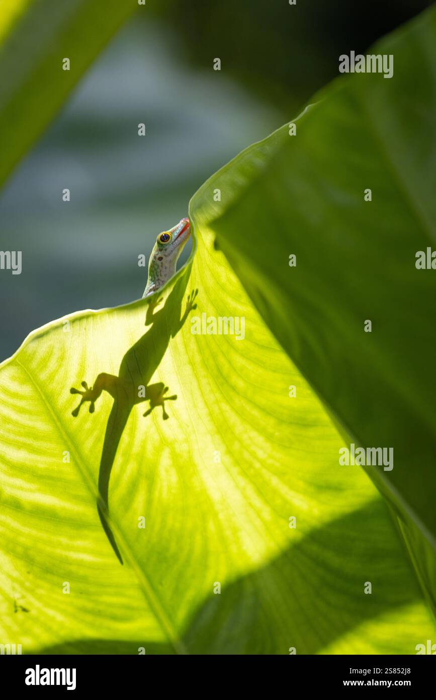 Long Island Day Gecko on a green leaf, Bird Island Stock Photo - Alamy