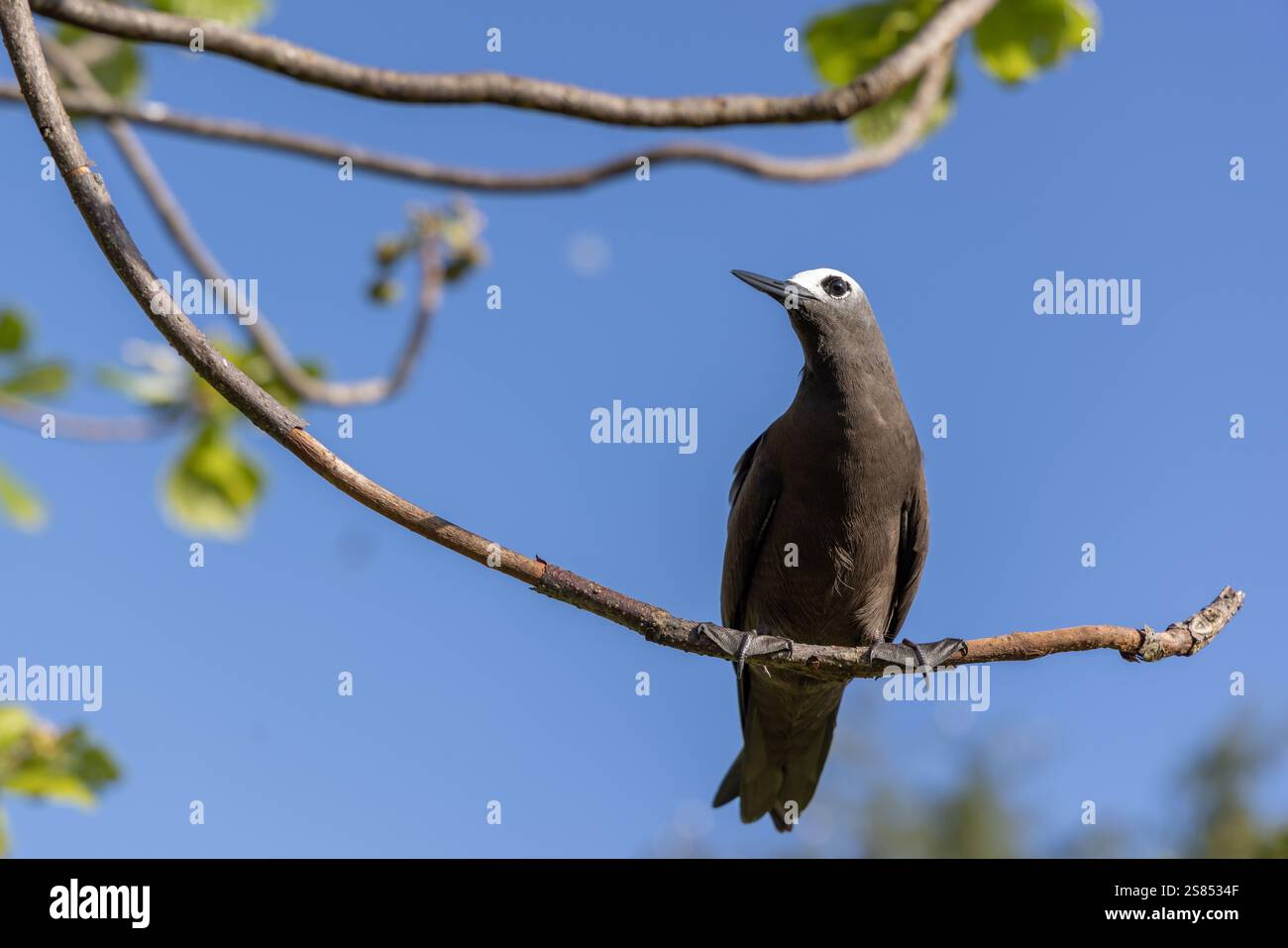 Noddy on Bird Island, Seychelles Stock Photo - Alamy